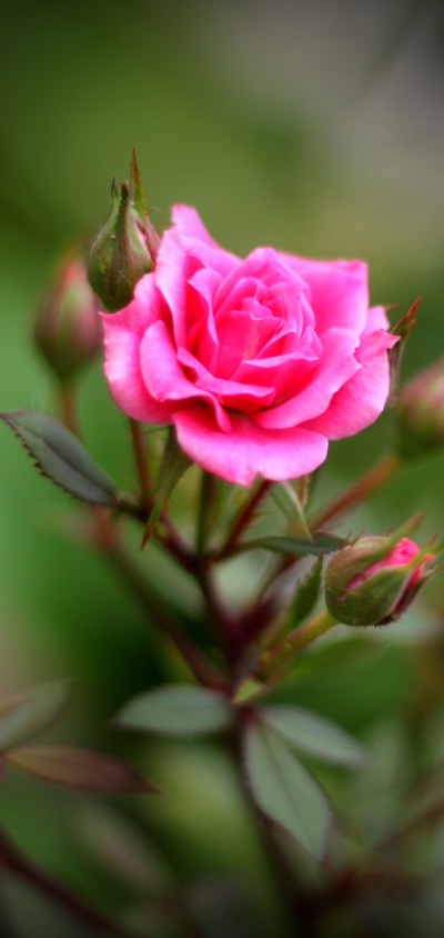 Earth Rose, Bud, Pink Rose, Nature, Flower, 1440X3040 Phone Hd Wallpaper