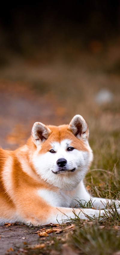 Animal Akita, Dog, 1440x3040 Phone HD Wallpaper