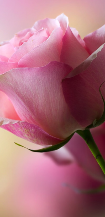 Earth Rose, 1440X2960 Phone Hd Wallpaper