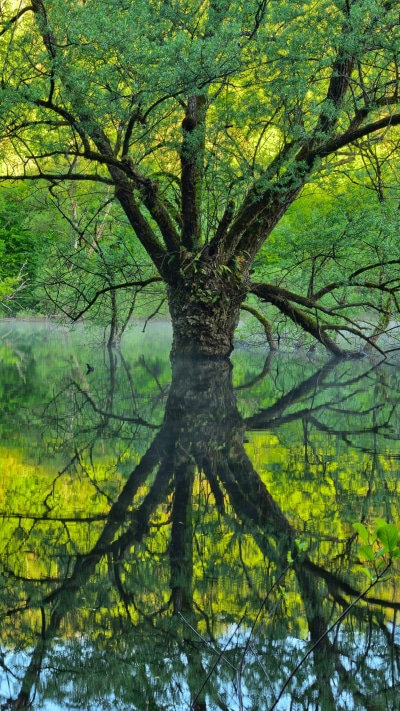 Earth Reflection, Tree, 1440X2560 Phone Hd Wallpaper