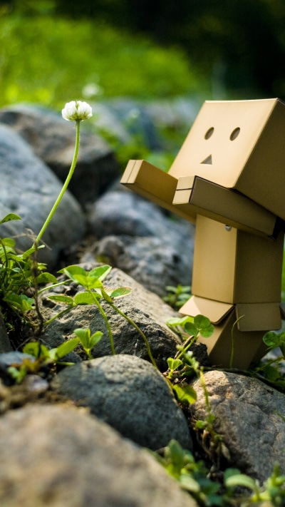«Danbo phone wallpaper» HD Wallpapers