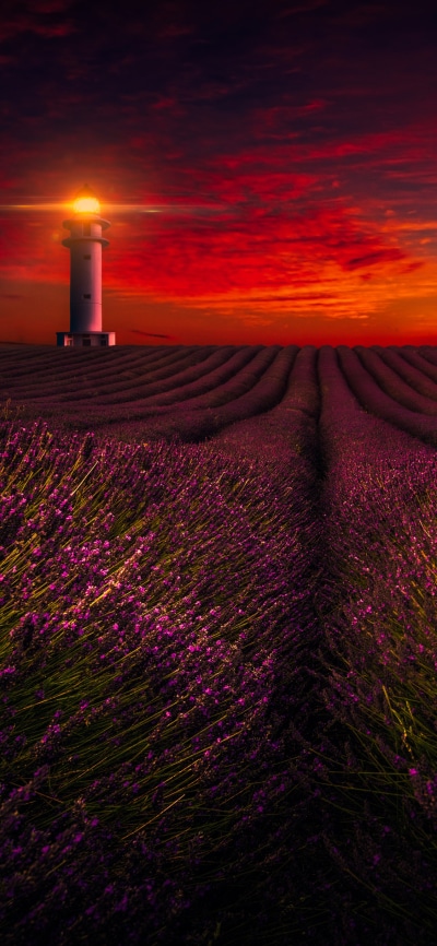 Photography Landscape, Lavender, Field, Purple Flower, Lighthouse ...