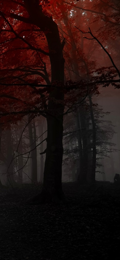 Earth Tree, Forest, Fall, 1125X2436 Phone Hd Wallpaper