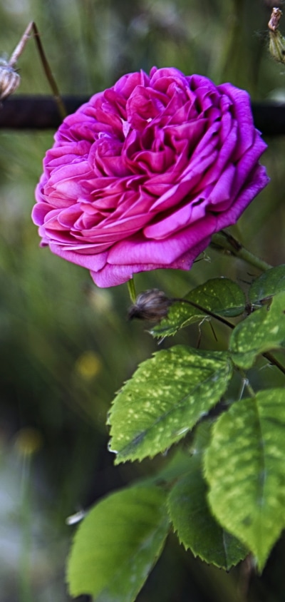Earth Rose, Pink Rose, Spring, 1080X2280 Phone Hd Wallpaper