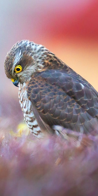 Animal Hawk, Bird Of Prey, Bird, Sparrowhawk, 1080x2160 Phone HD Wallpaper