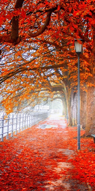 Wallpaper ID: 379869 / Photography Park, Leaf, Tree, Fence, Fall ...