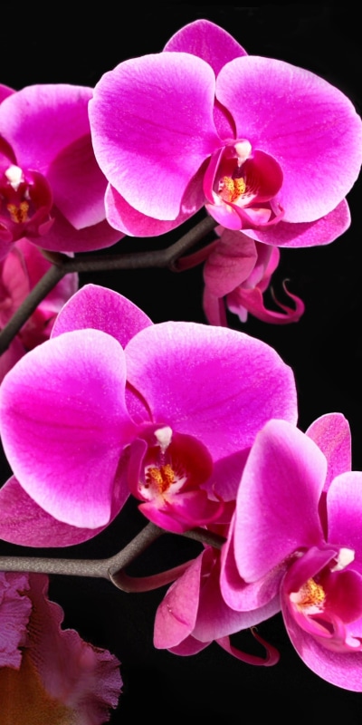 Earth Orchid, Pink Flower, Flower, 1080x2160 Phone HD Wallpaper