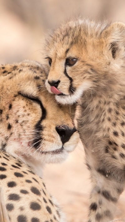 Animal Cheetah, Baby Animal, Cub, 1080x1920 Phone HD Wallpaper