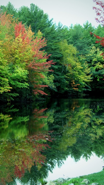 Earth Reflection, Tree, Pond, 1080X1920 Phone Hd Wallpaper