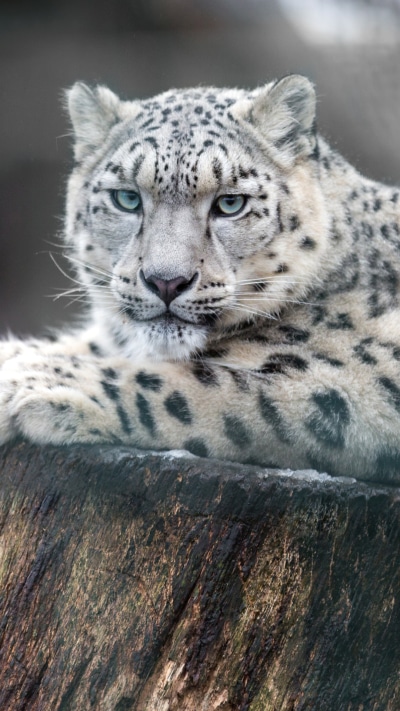 Animal Snow Leopard, 1080x1920 Phone HD Wallpaper