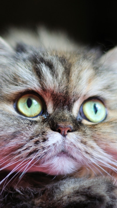 Animal Cat, 1080x1920 Phone HD Wallpaper