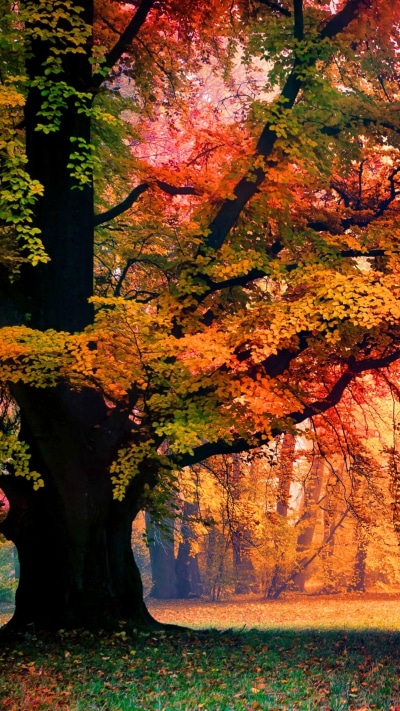 Earth Tree, Fall, Fog, 1080x1920 Phone HD Wallpaper