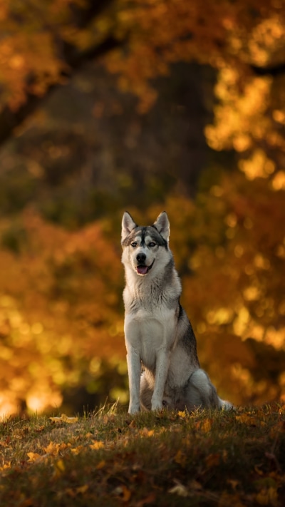 Animal Husky, Fall, Depth Of Field, Dog, 1080X1920 Phone Hd Wallpaper
