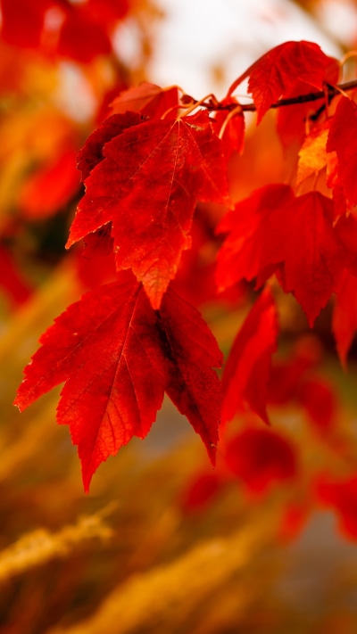 Earth Fall, Nature, Branch, Blur, Leaf, 1080x1920 Phone HD Wallpaper