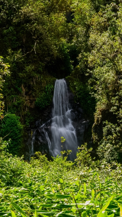 Earth Waterfall, Earth, Forest, Green, Tree, 1080x1920 Phone HD Wallpaper