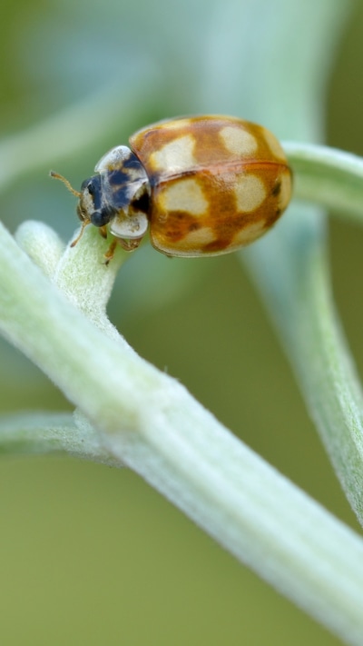 Wallpaper ID: 411025 / Animal Insect Phone Wallpaper, , 1080x1920 free ...