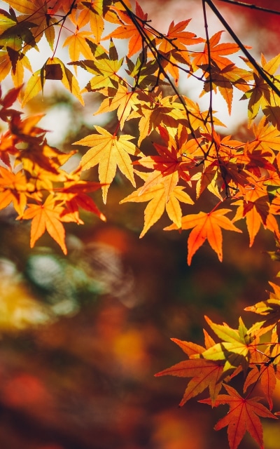 Earth Fall, Depth Of Field, Leaf, 800x1280 Phone HD Wallpaper