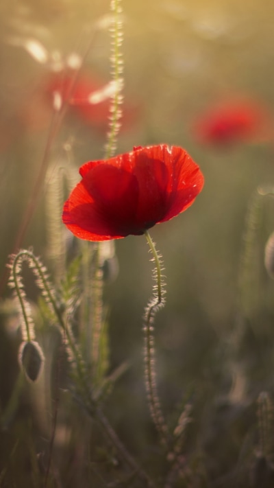 Earth Poppy, Flower, Bokeh, Summer, Nature, Red Flower, 750x1334 Phone ...