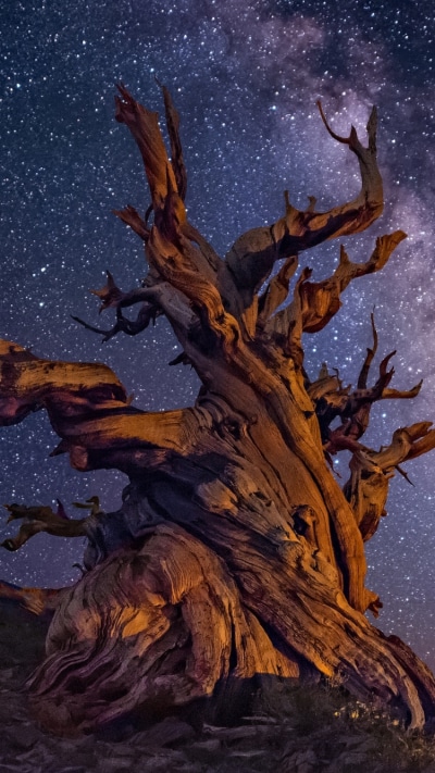 Earth Tree, Night, 750x1334 Phone HD Wallpaper