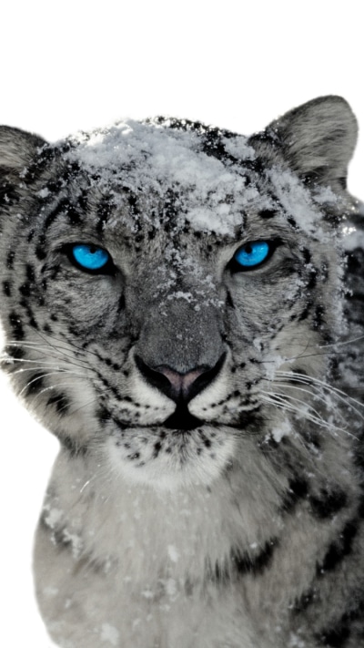 Animal Snow Leopard, 750x1334 Phone HD Wallpaper