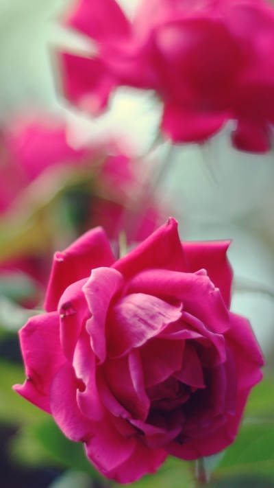 Earth Rose, 750X1334 Phone Hd Wallpaper