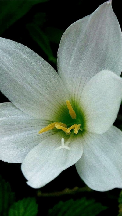 Earth Flower, Close-Up, Earth, 750X1334 Phone Hd Wallpaper