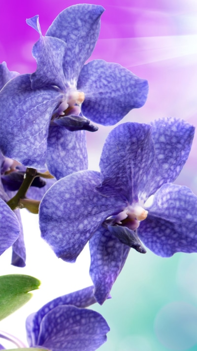 Earth Orchid, Flower, Purple Flower, 750X1334 Phone Hd Wallpaper