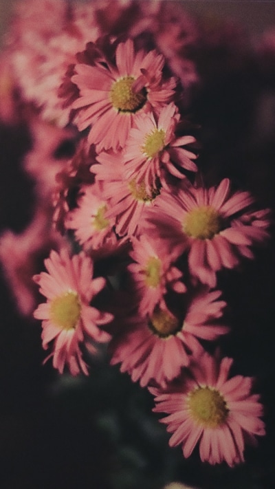 Earth Flower, 750X1334 Phone Hd Wallpaper