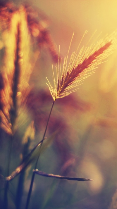 «Close Up Phone Wallpaper» HD wallpapers