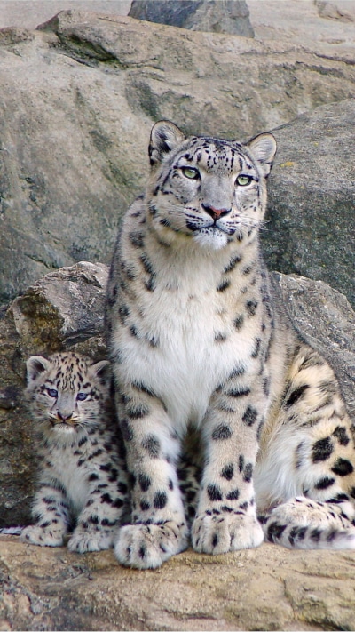 «Snow Leopard phone wallpaper» 1080P, 2k, 4k Full HD Wallpapers ...