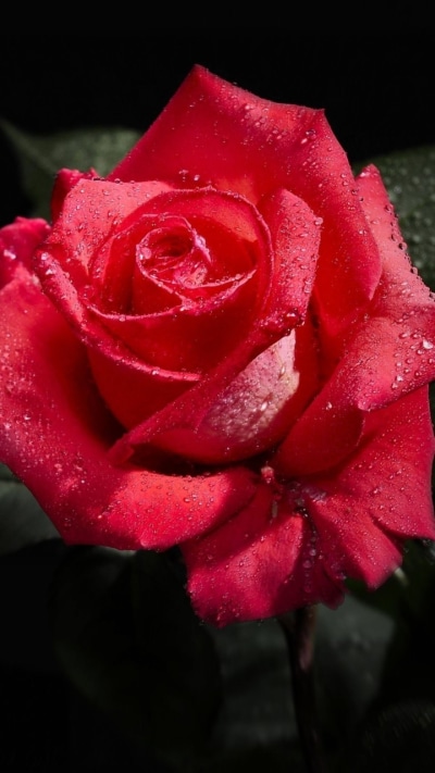 Earth Rose, 720X1280 Phone Hd Wallpaper
