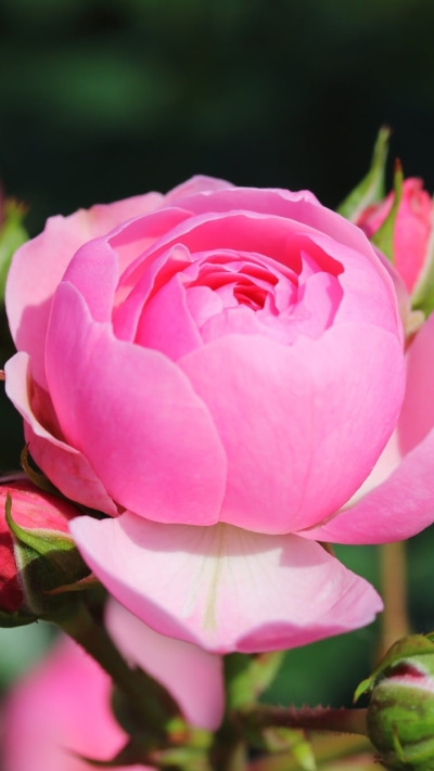 Earth Rose, Close-Up, Pink Flower, Nature, Flower, 720X1280 Phone Hd ...