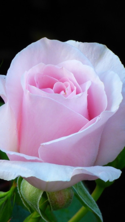 Earth Rose, Flower, Pink Flower, Macro, 720X1280 Phone Hd Wallpaper