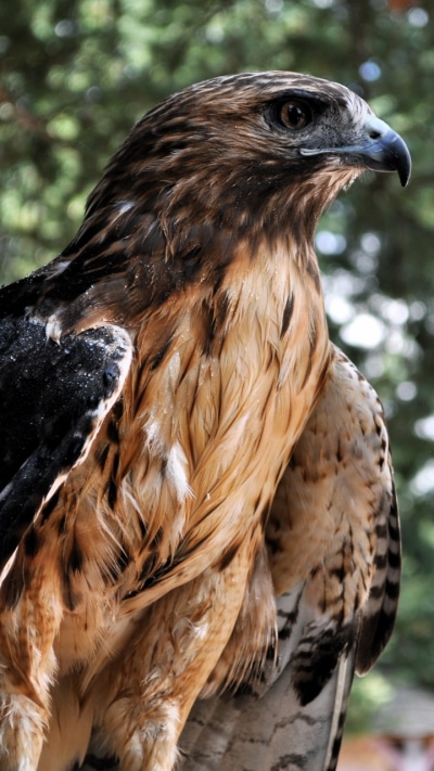 Animal Hawk, 720x1280 Phone HD Wallpaper