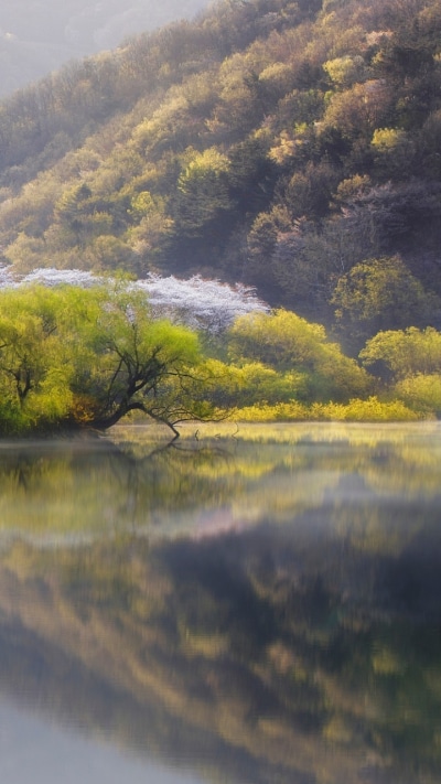 Earth Reflection, Tree, Nature, Lake, 720X1280 Phone Hd Wallpaper