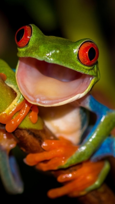 Animal Red Eyed Tree Frog, Tree Frog, Frog, 720x1280 Phone HD Wallpaper