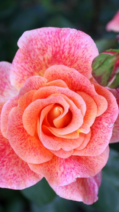 Earth Rose, Close-Up, Earth, Pink Flower, 720X1280 Phone Hd Wallpaper