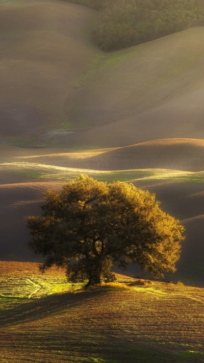 Earth Tree, Hill, Nature, Sunny, 720x1280 Phone HD Wallpaper