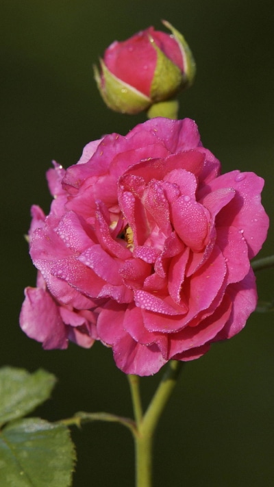 Earth Rose, 720X1280 Phone Hd Wallpaper
