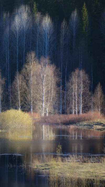 Earth Swamp, 720x1280 Phone HD Wallpaper
