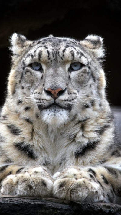 Animal Snow Leopard, Leopard, 720x1280 Phone HD Wallpaper