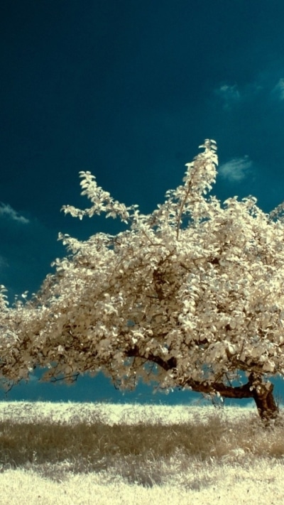 Earth Tree, 720x1280 Phone HD Wallpaper