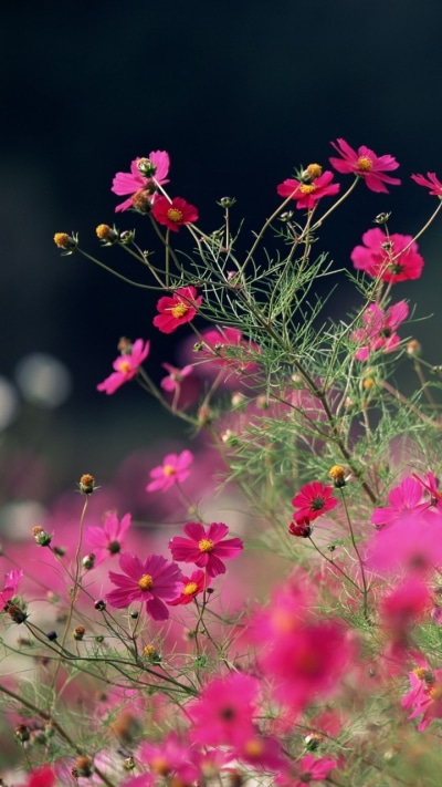 Earth Flower, 720X1280 Phone Hd Wallpaper