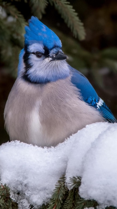 «Blue Jay phone wallpaper» 1080P, 2k, 4k Full HD Wallpapers ...