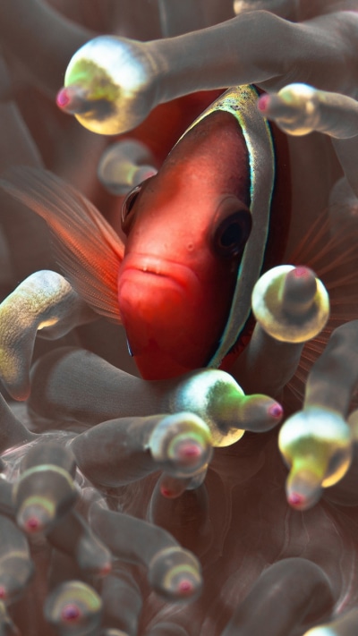 Animal Fish, 720x1280 Phone HD Wallpaper