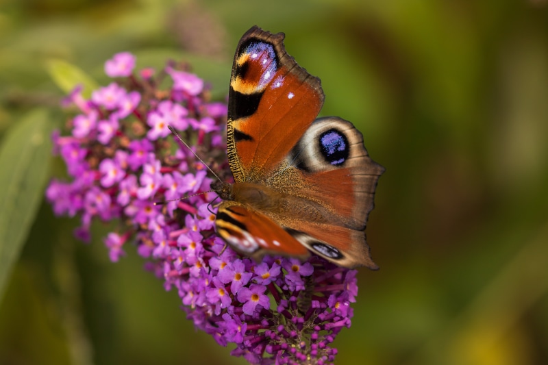 Butterfly, wildlife, summer, 5K, common, close-up, animal Wing, Common ...