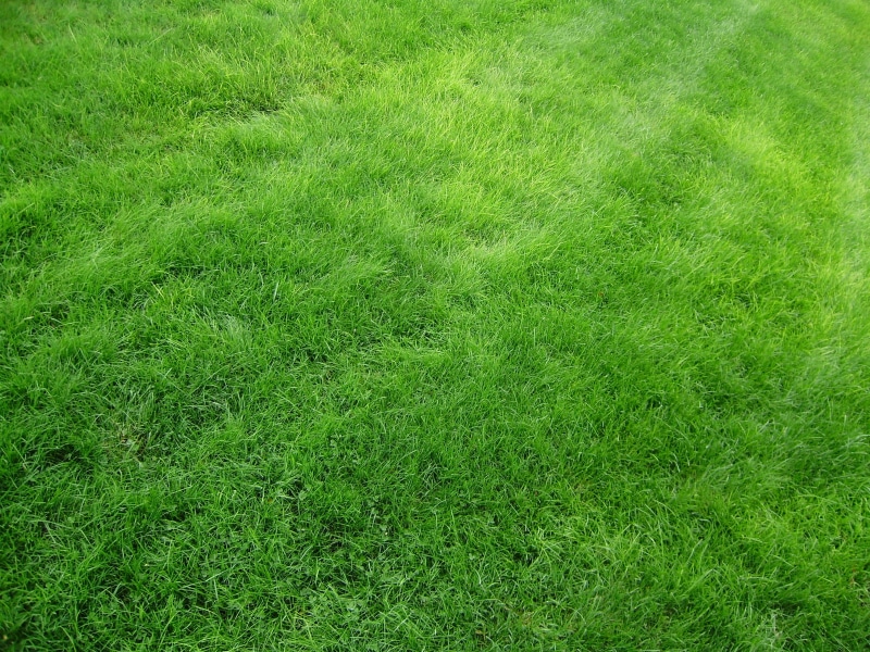 front or Back Yard, grass, green Color, 2K, soccer field, summer ...