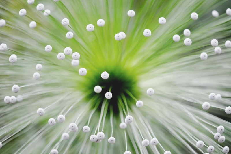 Close-Up, Pattern, Full Frame, Growth, Bright, Shiny, Land, Nature ...