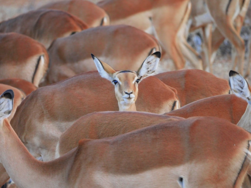 cheeky, center, day, mammal, smart, focus on foreground, animal ...