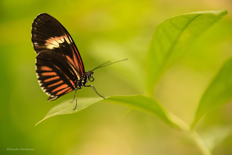 «Mariposa» HD wallpapers